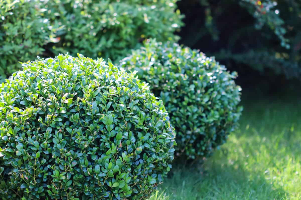 Foundation Plants: 16 Shrubs & Plants For The Front Of Your House