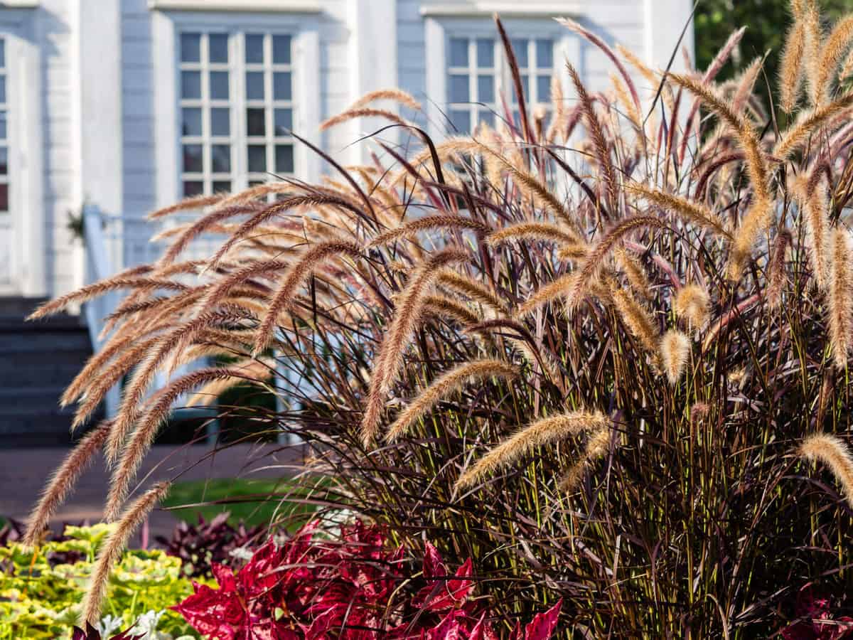 Foundation Plants: 16 Shrubs & Plants For The Front Of Your House