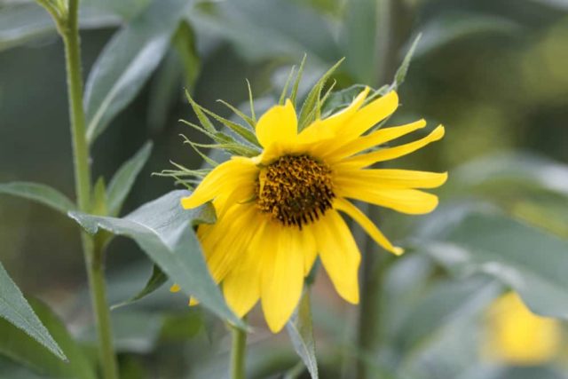7 Perennial Sunflowers That Bloom Year After Year