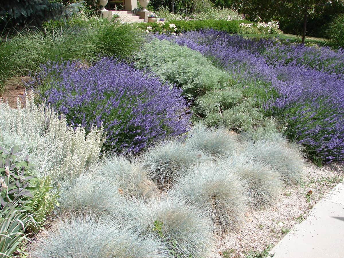 Foundation Plants: 16 Shrubs & Plants For The Front Of Your House