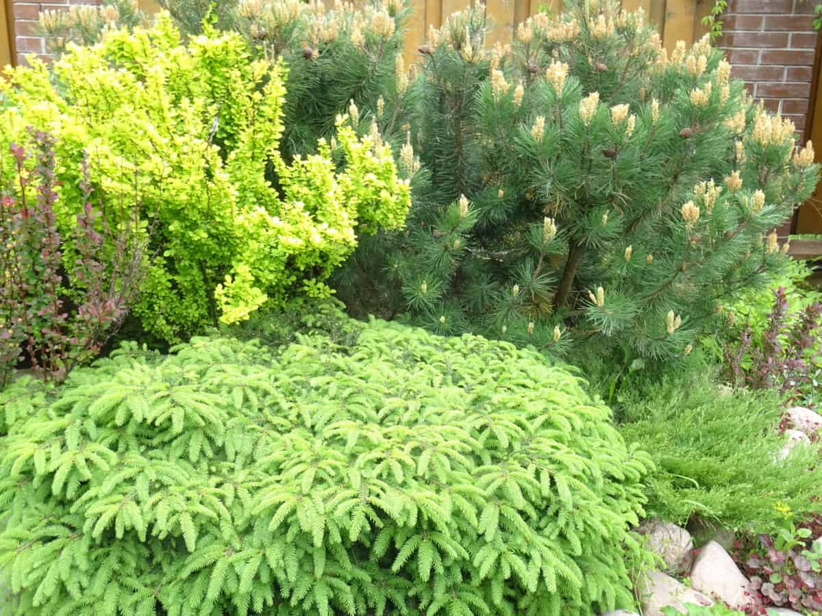 Foundation Plants: 16 Shrubs & Plants For The Front Of Your House