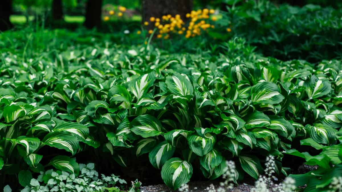 Foundation Plants: 16 Shrubs & Plants For The Front Of Your House