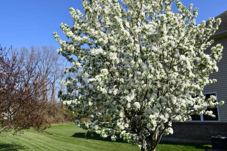 12 Best Specimen Trees, Shrubs & Plants To Bring Focus & Attention