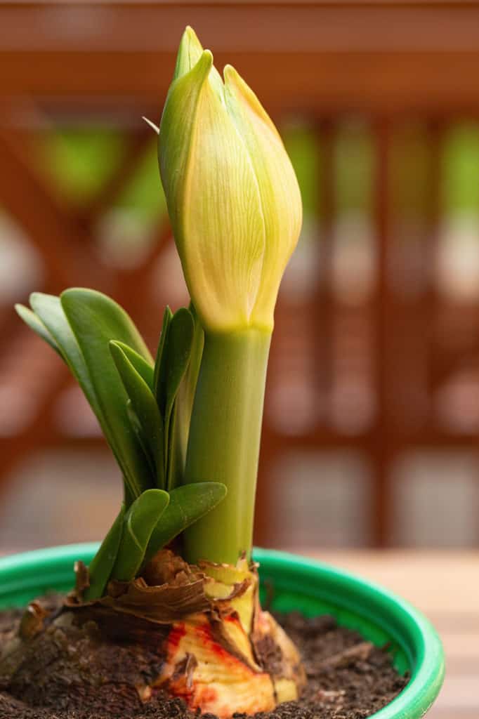 How To Force Bulbs to Bloom In The Depths Of Winter