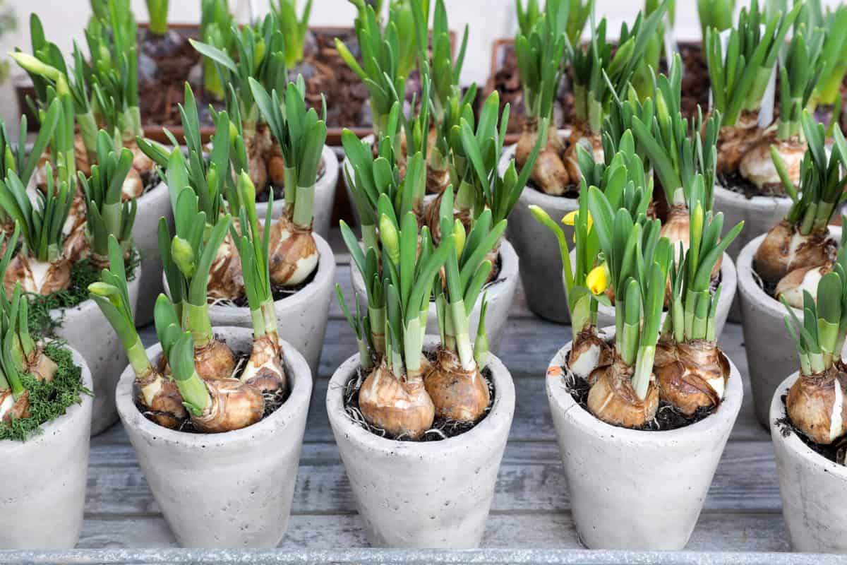 How To Force Bulbs to Bloom In The Depths Of Winter