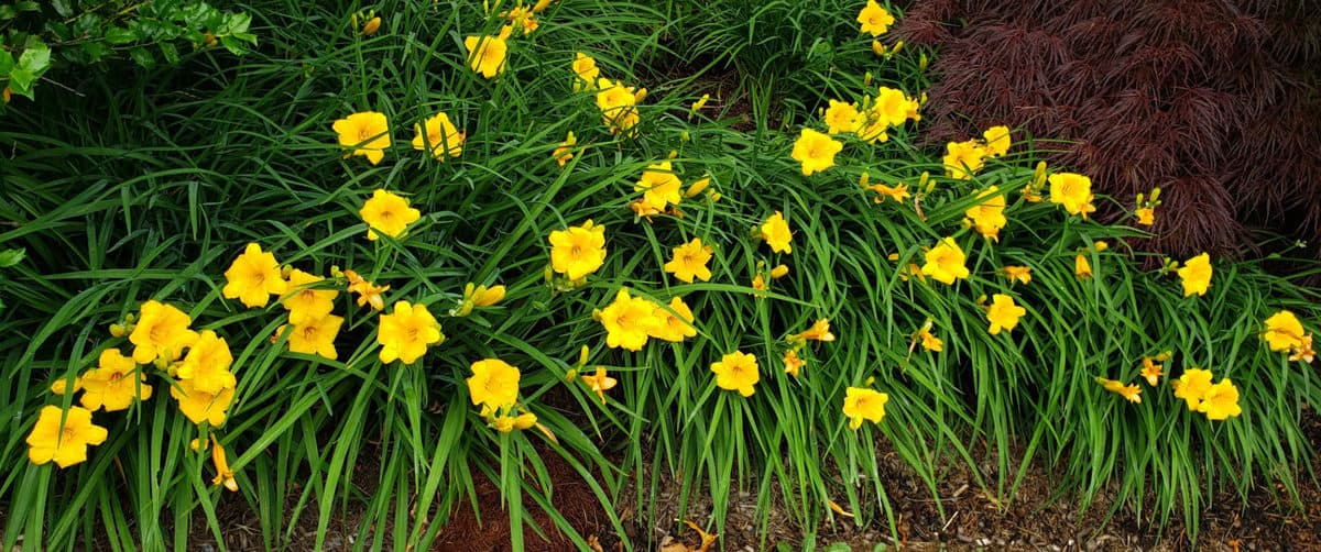17 Long Living Perennial Flowers: Plant Once & Enjoy For Decades