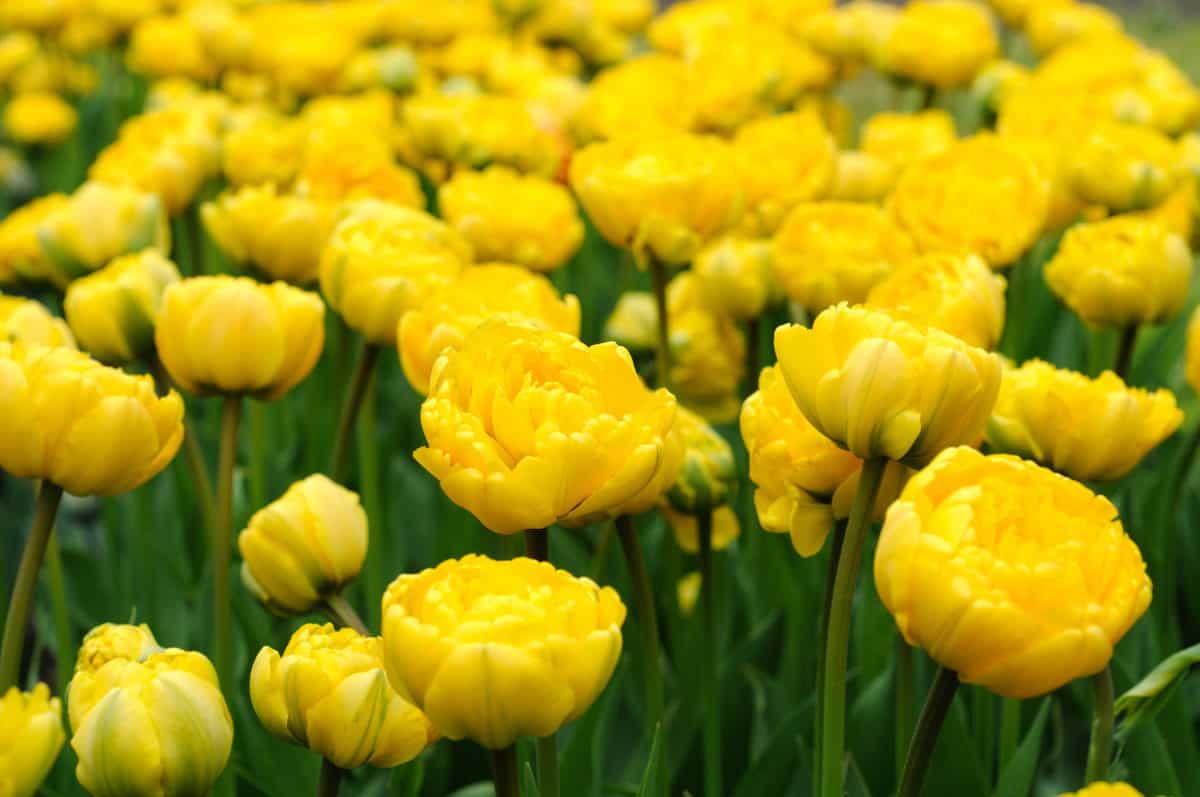 7 Gorgeous Spring-Blooming Bulbs to Plant This Fall