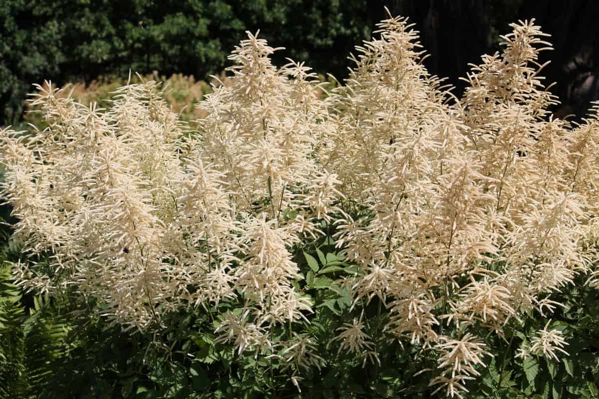 17 Long Living Perennial Flowers: Plant Once & Enjoy For Decades