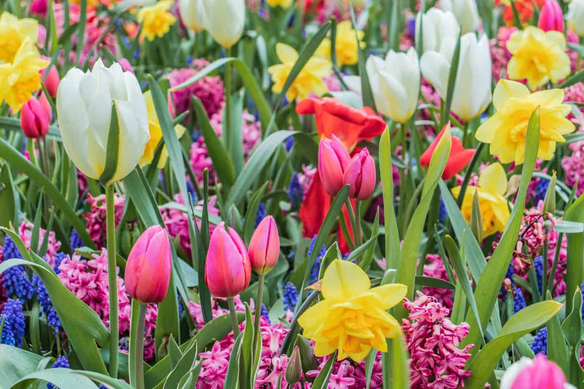 7 Gorgeous Spring-Blooming Bulbs to Plant This Fall