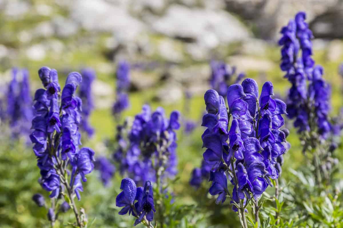 17 Long Living Perennial Flowers: Plant Once & Enjoy For Decades