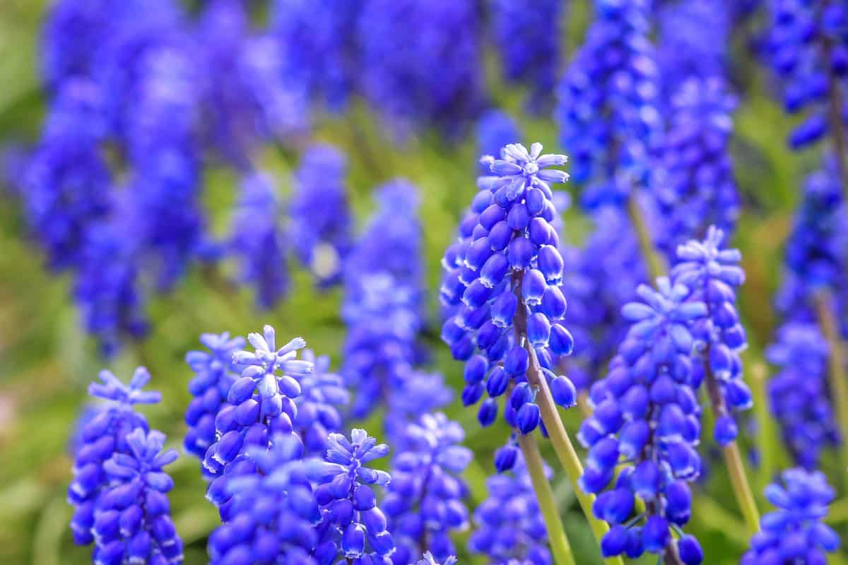 7 Gorgeous Spring-Blooming Bulbs to Plant This Fall