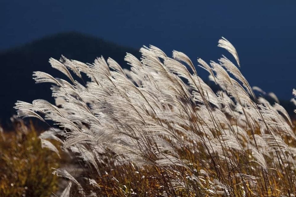 10 Prettiest Ornamental Grasses For Your Landscape