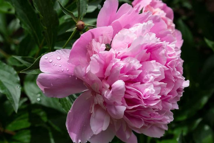How To Plant & Grow Peonies in Containers