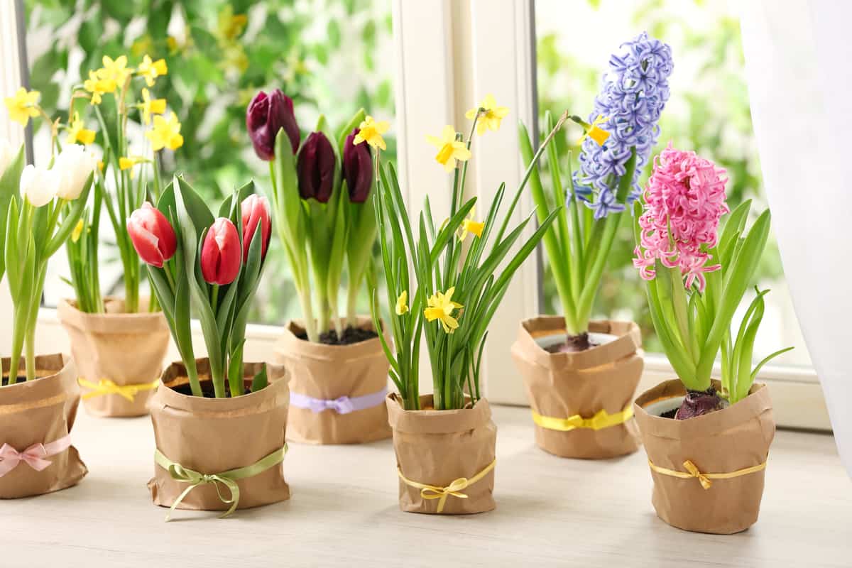 How To Force Bulbs to Bloom In The Depths Of Winter