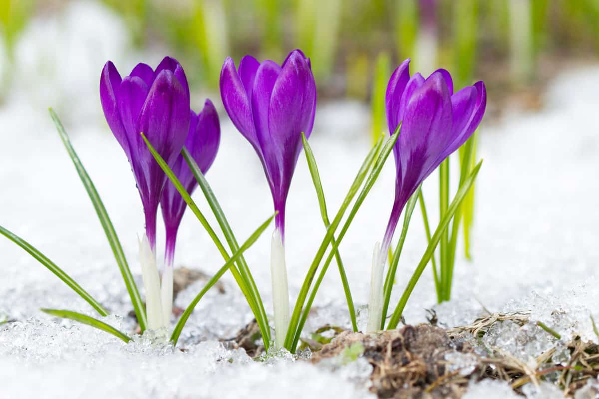 7 Gorgeous Spring-Blooming Bulbs to Plant This Fall