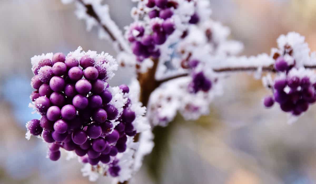Winterannuelle Pflanzen, Definition – GIAU