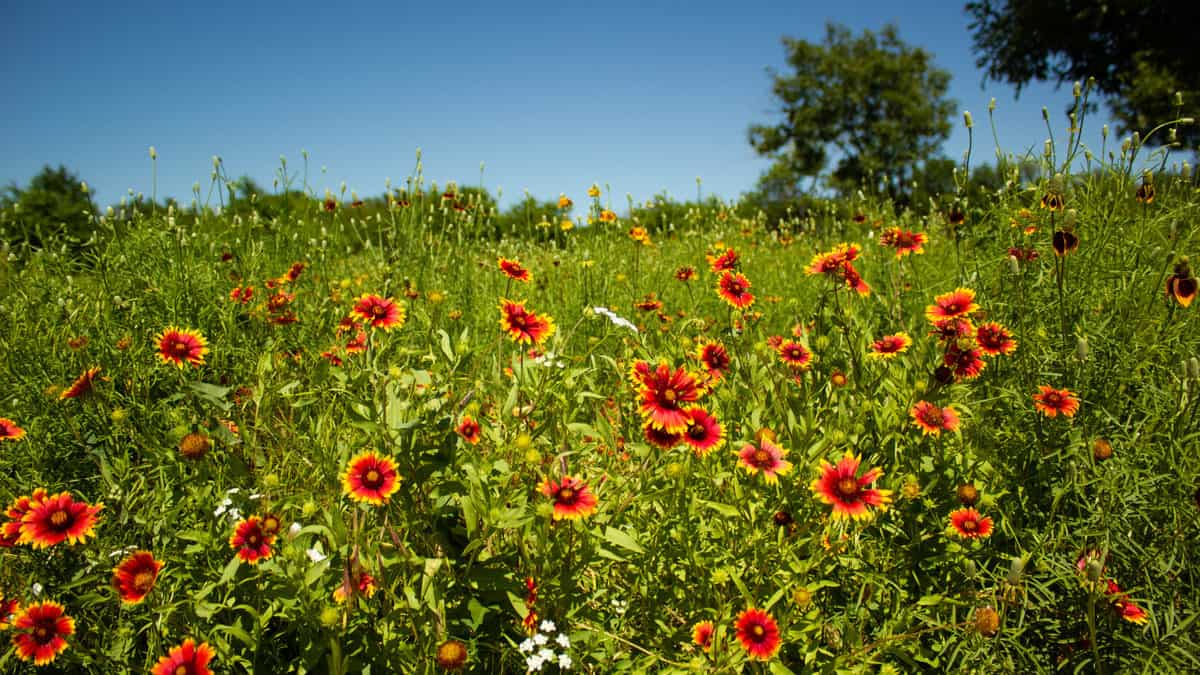26 Drought Tolerant Plants That Will Survive The Driest Conditions