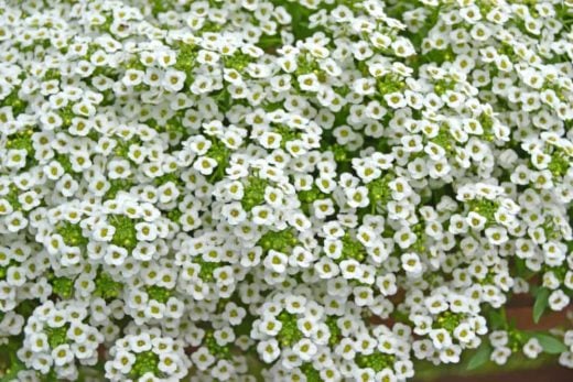 10 Interesting Edging Plants For Your Garden Borders