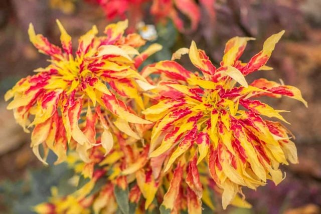 13 Plants With Colorful Foliage For Year-Round Color