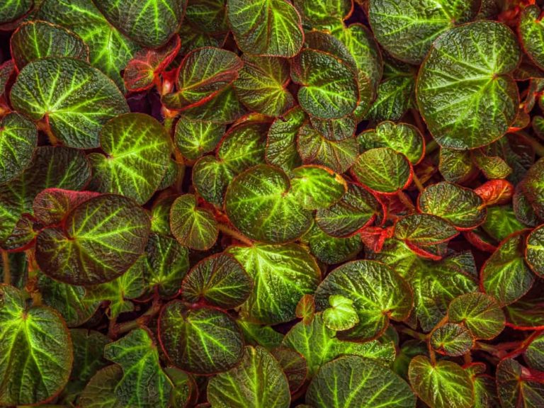 13 Plants With Colorful Foliage For Year-Round Color