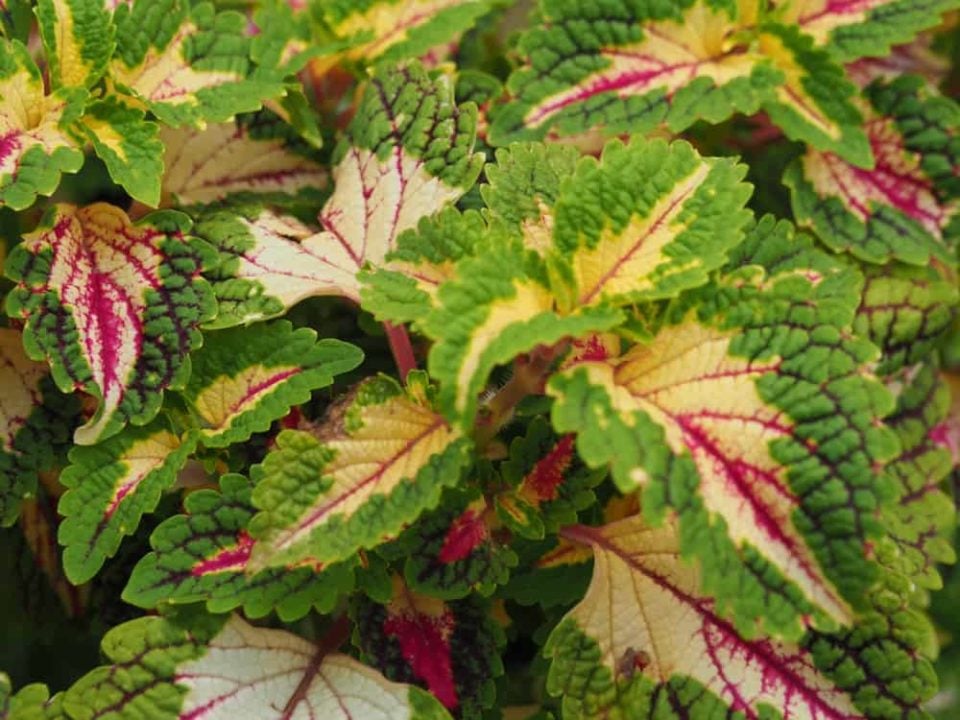 13 Plants With Colorful Foliage For Year-Round Color