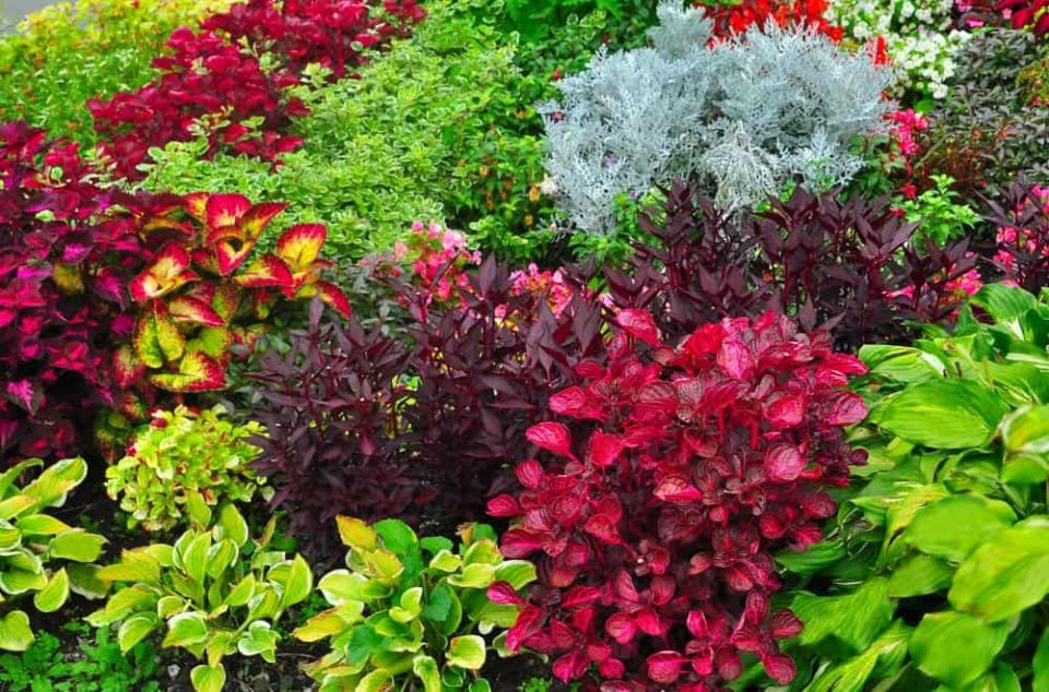 13 Plants With Colorful Foliage For Year-Round Color
