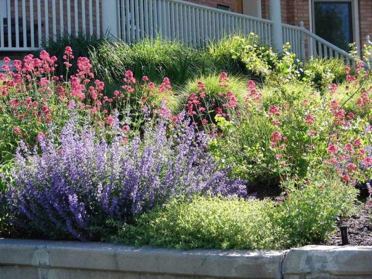 26 Drought Tolerant Plants That Will Survive The Driest Conditions