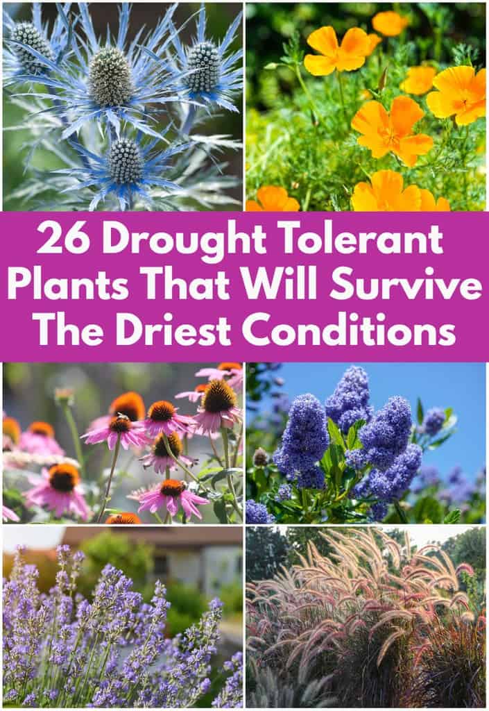 26 Drought Tolerant Plants That Will Survive The Driest Conditions