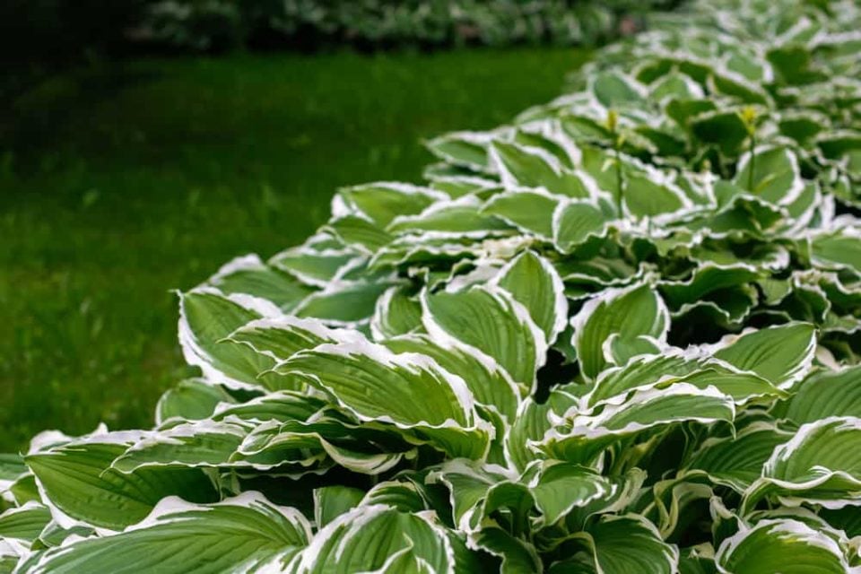 10 Interesting Edging Plants For Your Garden Borders