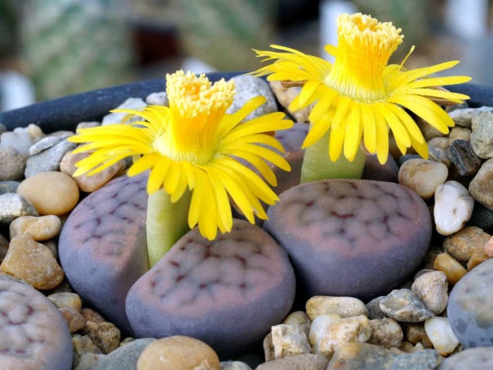 How To Grow & Care For Lithops - Living Stone Plants