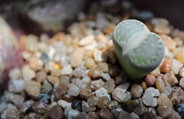 How To Grow & Care For Lithops - Living Stone Plants