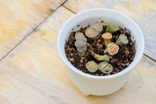 How To Grow & Care For Lithops - Living Stone Plants