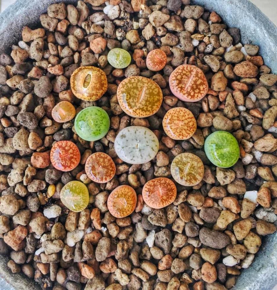 How To Grow & Care For Lithops - Living Stone Plants