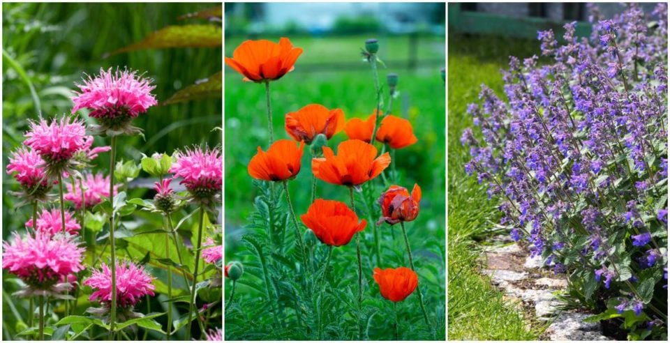 17 Long Living Perennial Flowers: Plant Once & Enjoy For Decades