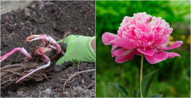 How To Plant & Grow Peonies in Containers