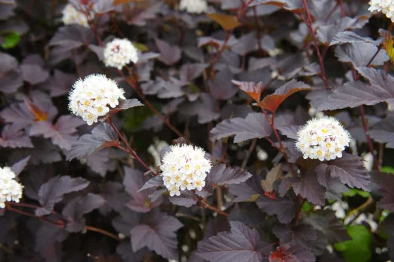 13 Plants With Colorful Foliage For Year-Round Color