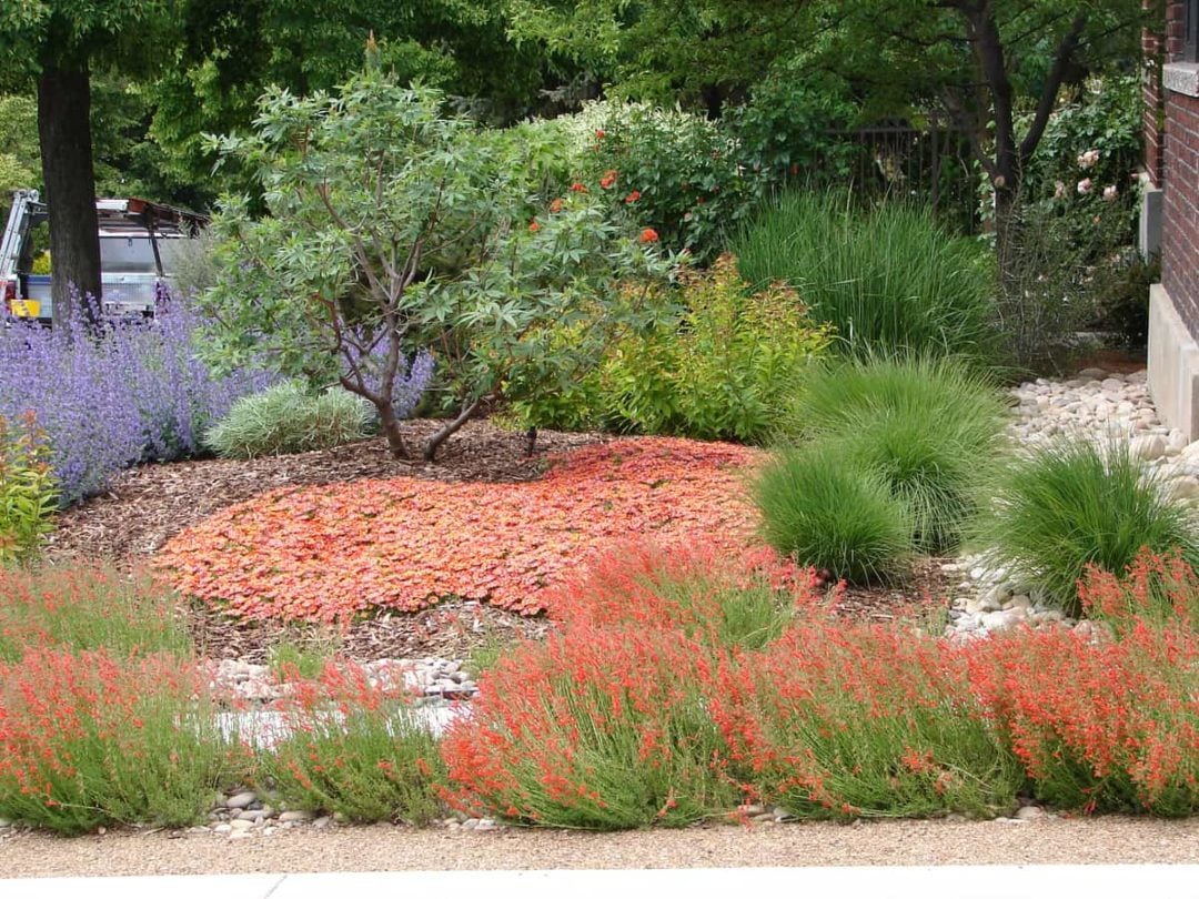 26 Drought Tolerant Plants That Will Survive The Driest Conditions