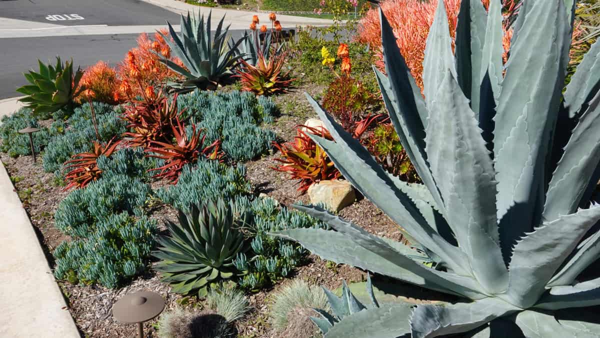 26 Drought Tolerant Plants That Will Survive The Driest Conditions