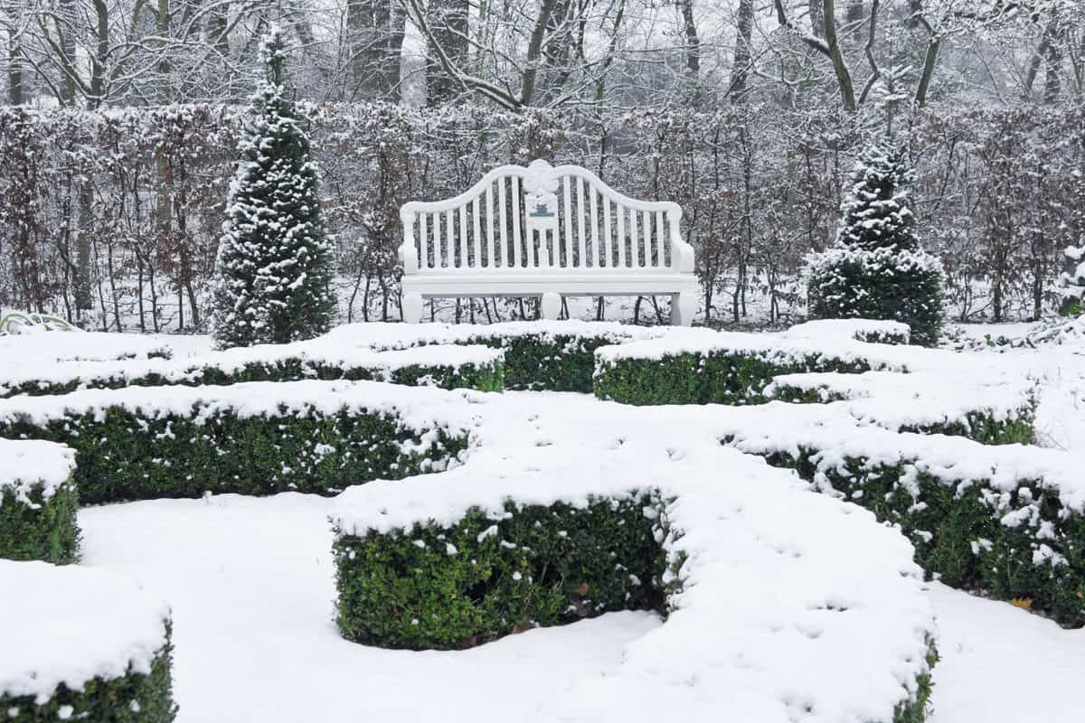 20+ Trees, Shrubs & Perennials For A Spectacular Winter Garden
