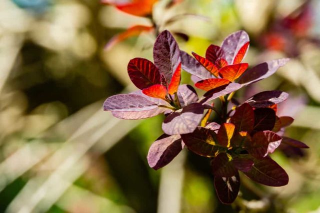 13 Plants With Colorful Foliage For Year-Round Color