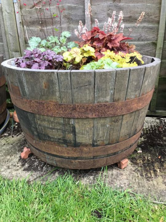 How To Plant & Grow Peonies in Containers