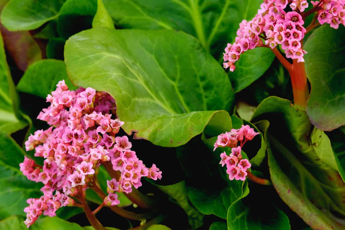 23 Beautiful Perennial Flowers to Plant This Fall