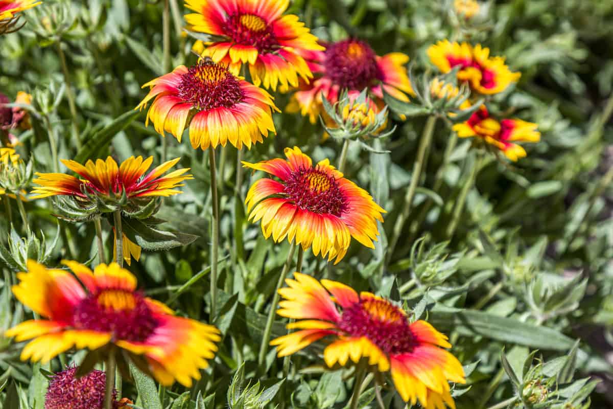 23 Beautiful Perennial Flowers to Plant This Fall