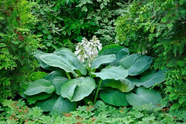 29 Best Hosta Varieties For Your Shade Garden