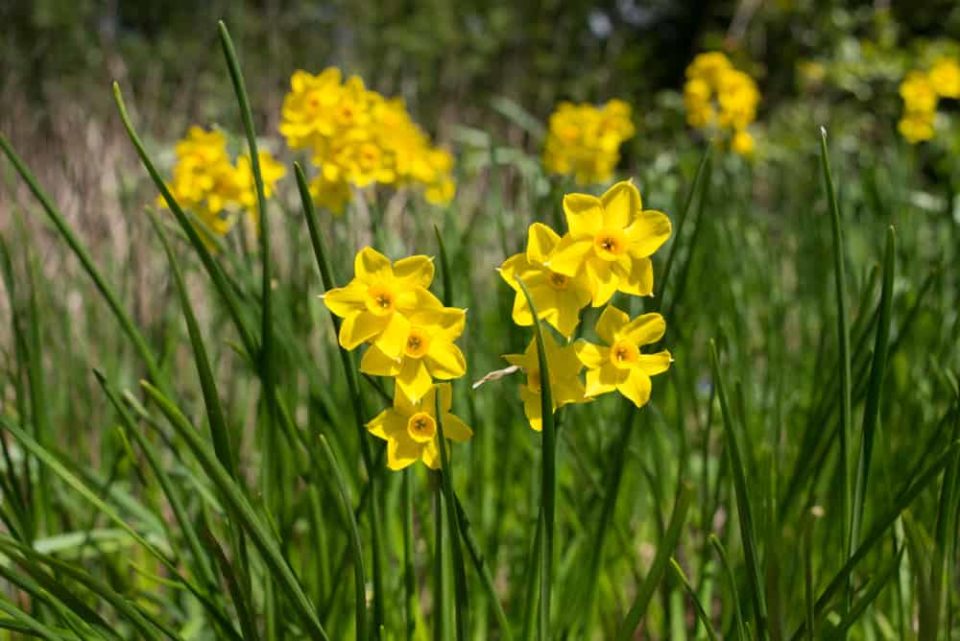14 Best Daffodil Varieties For Containers