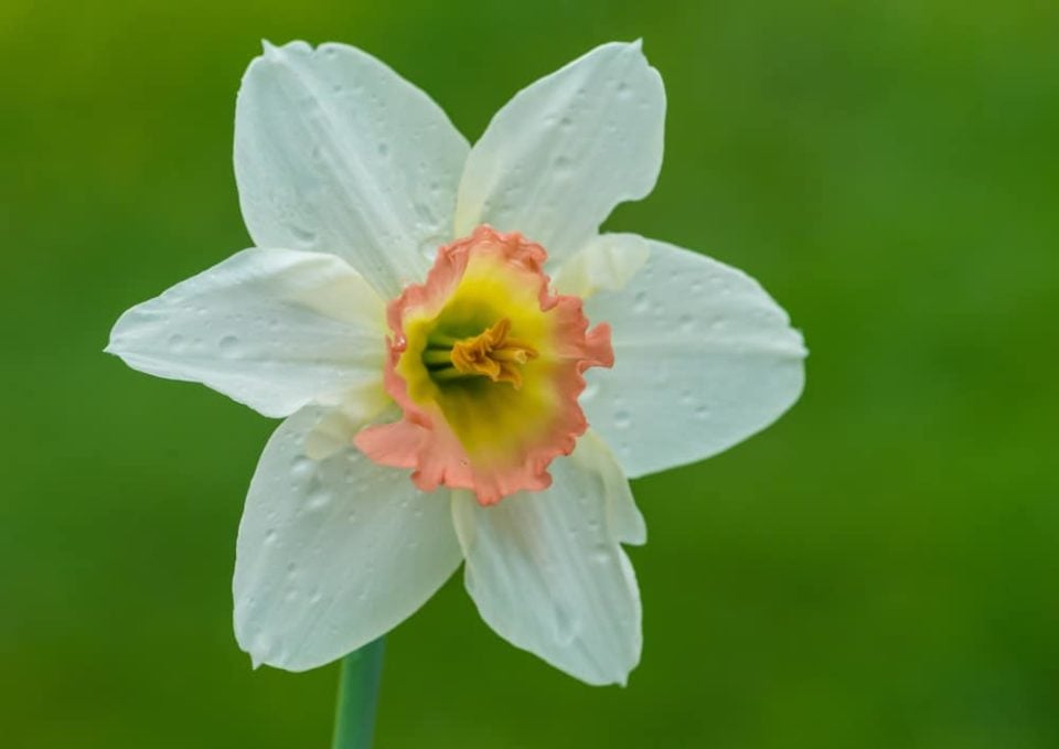 14 Best Daffodil Varieties For Containers