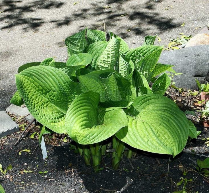 29 Best Hosta Varieties For Your Shade Garden