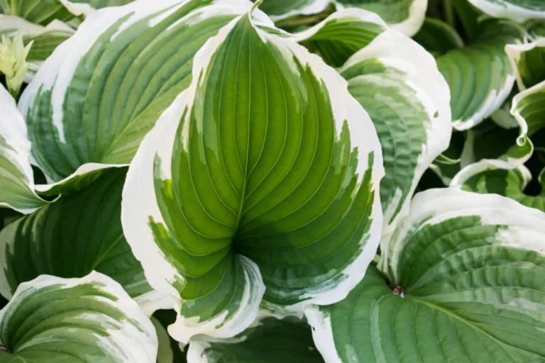 29 Best Hosta Varieties For Your Shade Garden