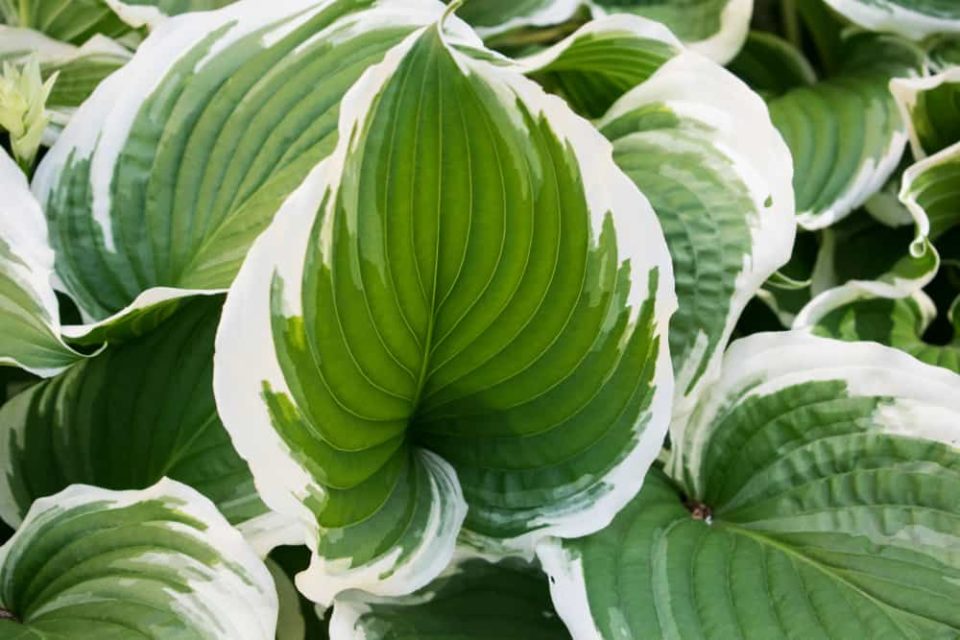 Best Hosta Varieties For Garden – CAEQVO