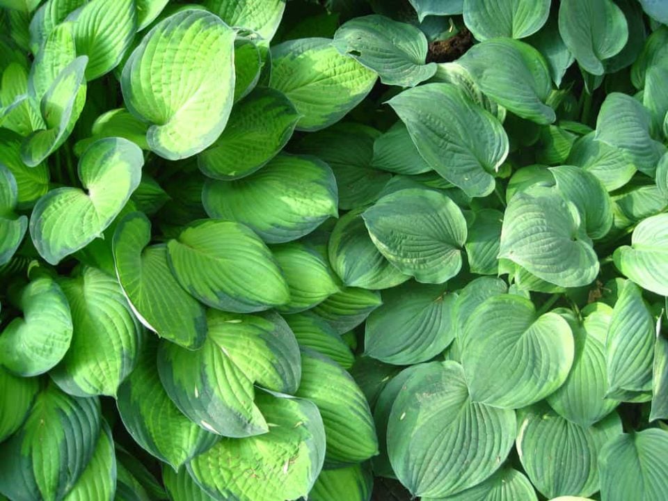 29 Best Hosta Varieties For Your Shade Garden